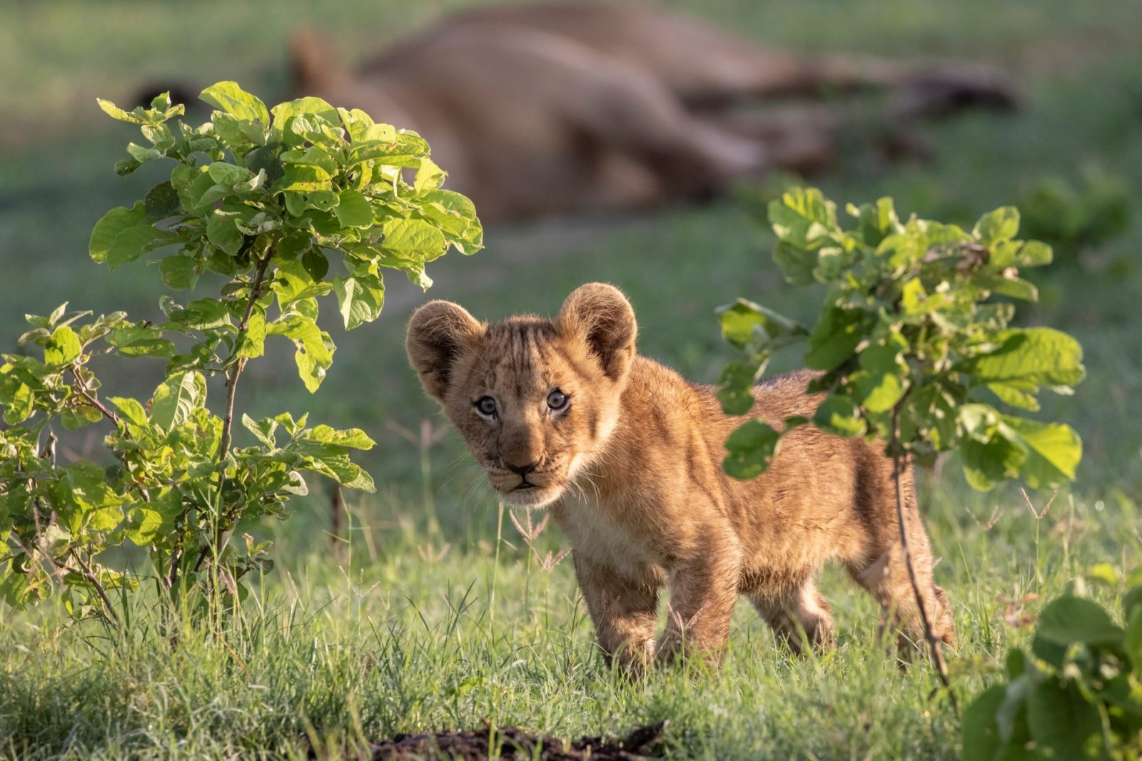 Letaka Safaris | Mababe River Private Reserve Archives - Letaka Safaris